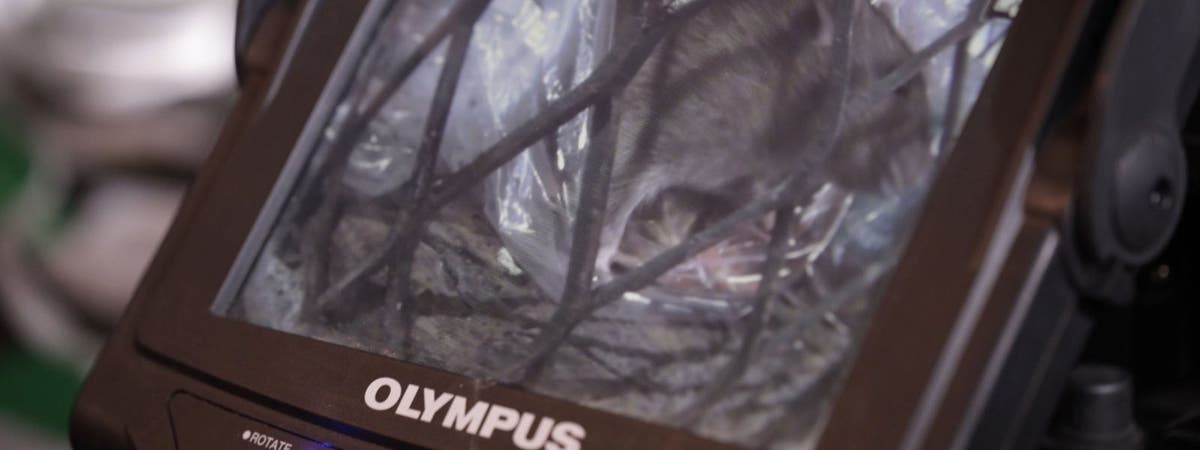 Vista de un ojo de ratón: revelando la vida secreta de las criaturas ...